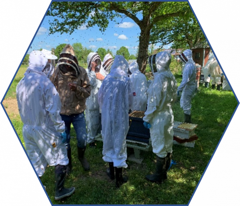 Beginners - East Dorset Beekeepers Association
